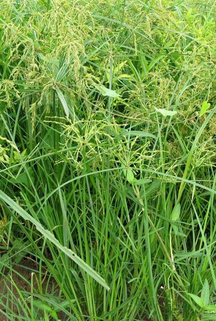 Hoạt chất Ethoxysulfuron: Phân Tích Chuyên Sâu Về Cơ Chế & Ứng Dụng Của ...